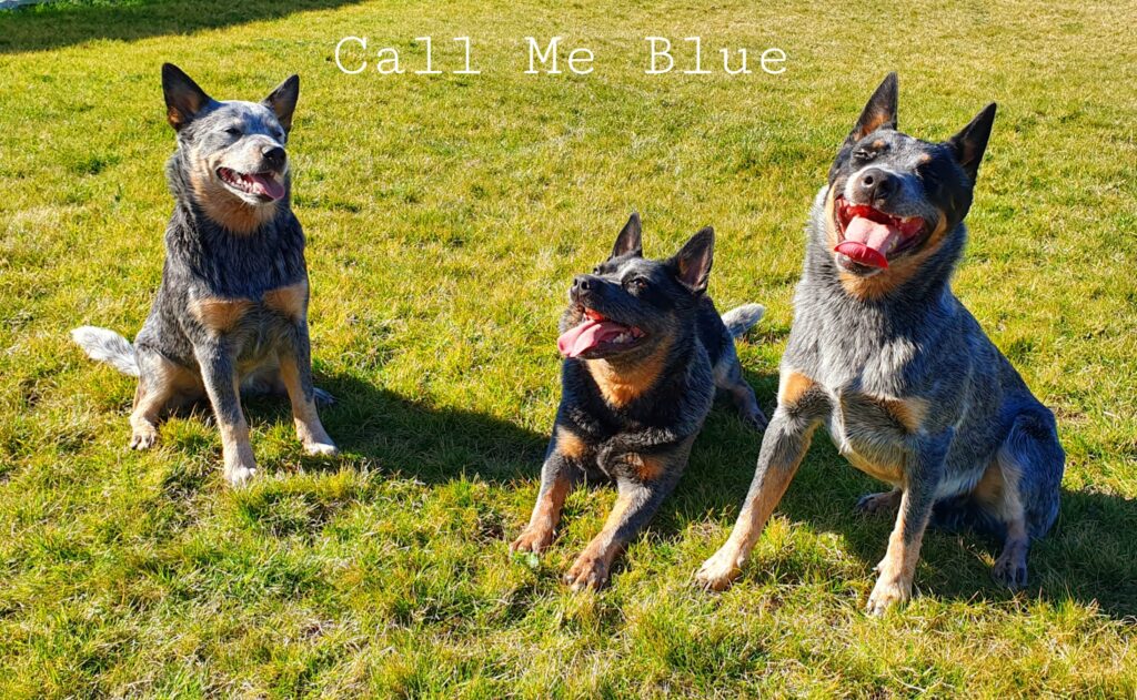 Call Me Blue – Hodowla psów rasy Australian Cattle Dog Wrocław – Call ...